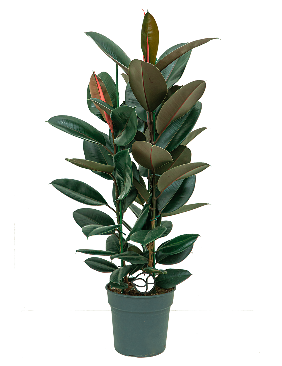 Ficus Elastica Abidjan - MijnPlantje.nl