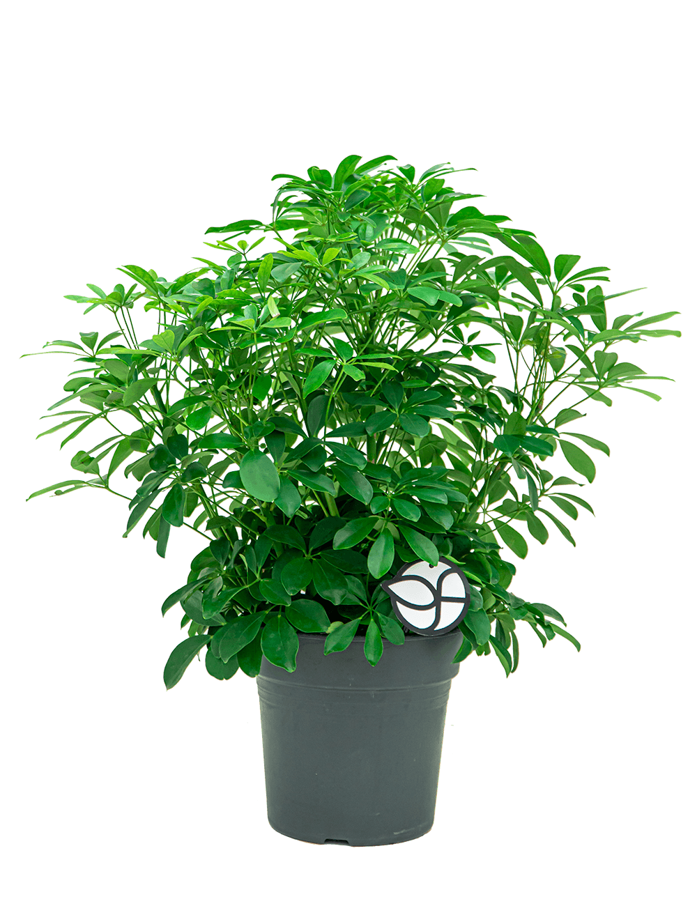 Schefflera Arboricola - MijnPlantje.nl