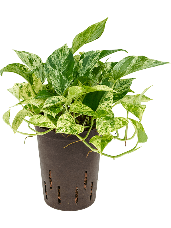 Scindapsus Marble Queen - MijnPlantje.nl