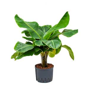 Bananenplant Musa dwarf cavendish hydrocultuur plant - MijnPlantje.nl